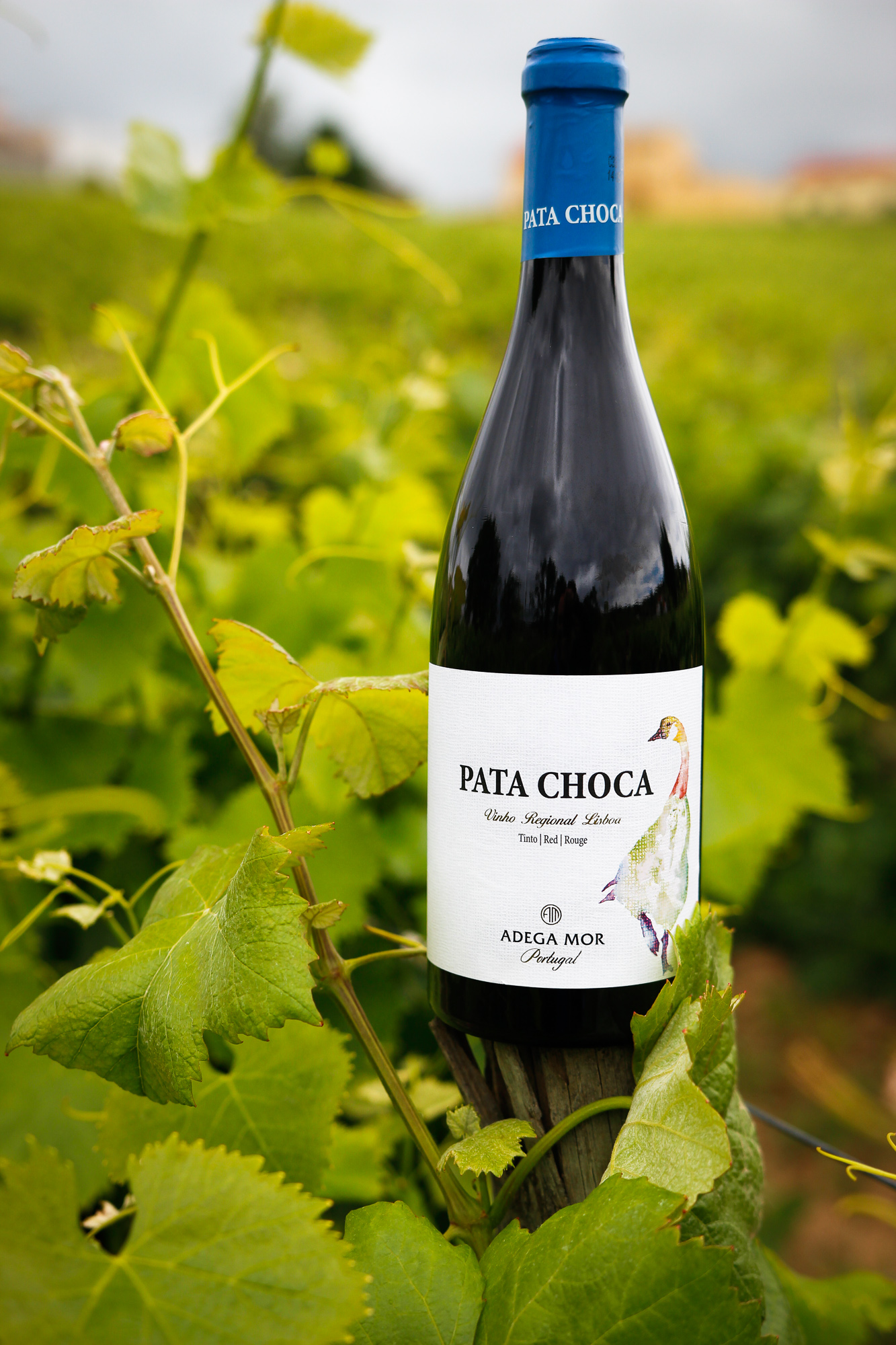 TCHIM TCHIM COM “PATA CHOCA”– Adega Mor! – A Boa Vida Persegue-me